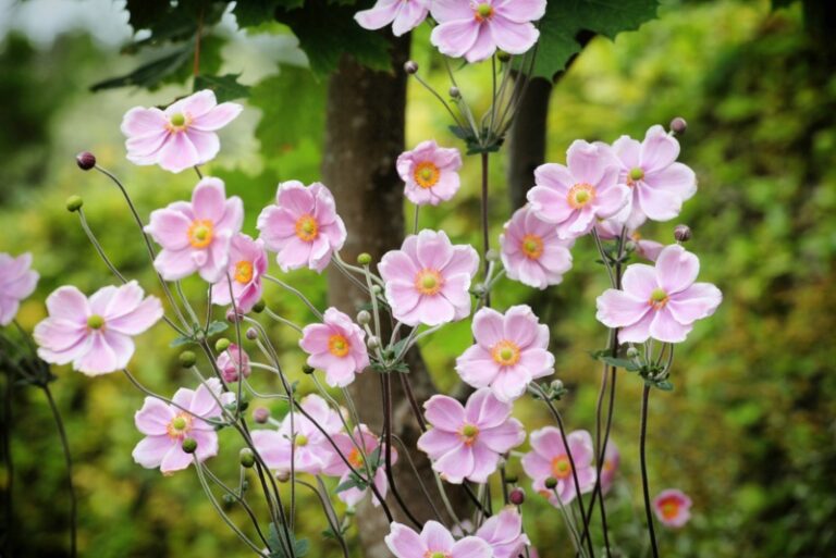 The Different Types of Anemone (Plus Growing Tips) - Garden Lovers Club