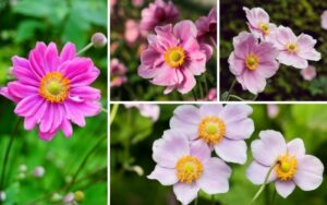 The Different Types of Anemone (Plus Growing Tips) - Garden Lovers Club