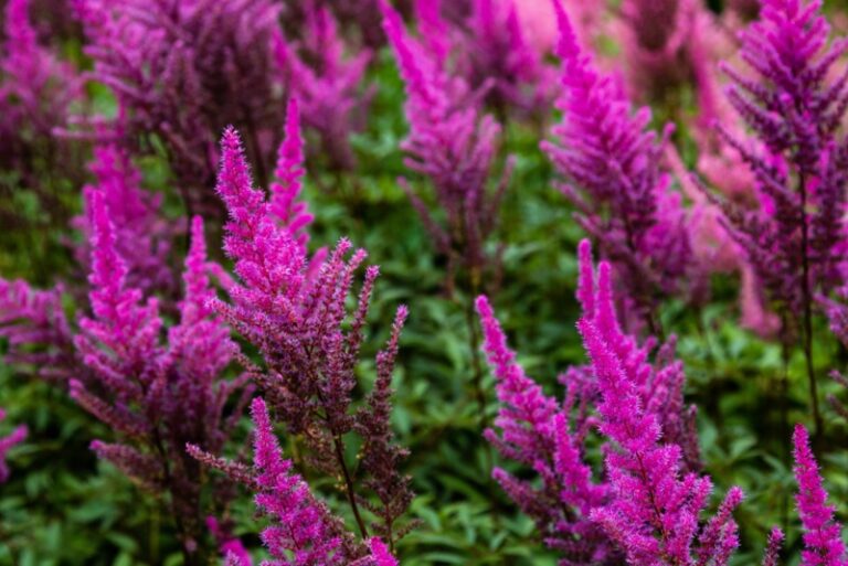 10 New York Perennials You'll LOVE (Photos and Growing Tips) - Garden ...