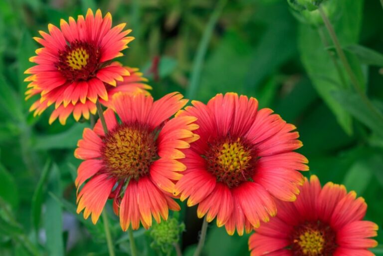 10 Fabulous Delaware Perennials (Photos) - Garden Lovers Club