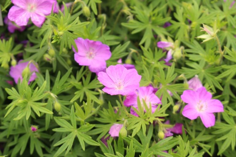 11 Perfect Nebraska Perennials (Plus Growing Tips) - Garden Lovers Club