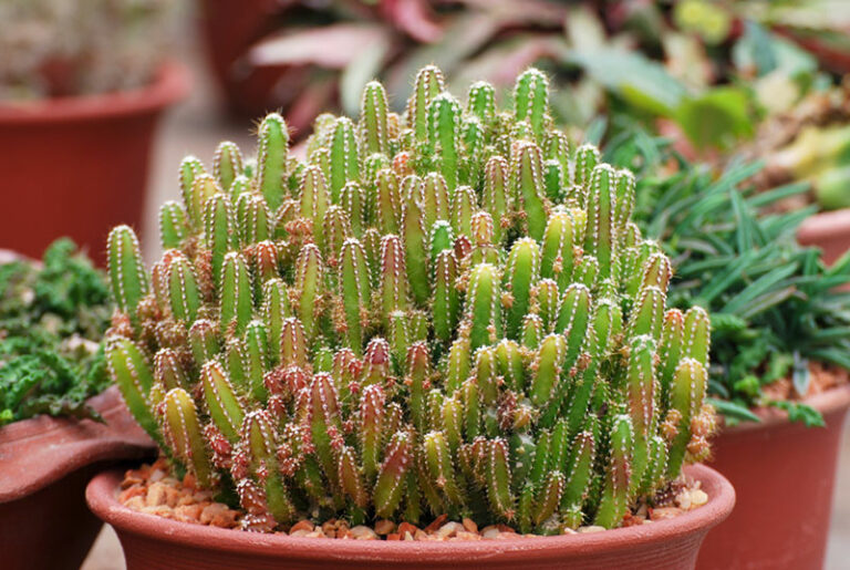 Growing Guide: Tips for Growing Fairy Castle Cactus - Garden Lovers Club