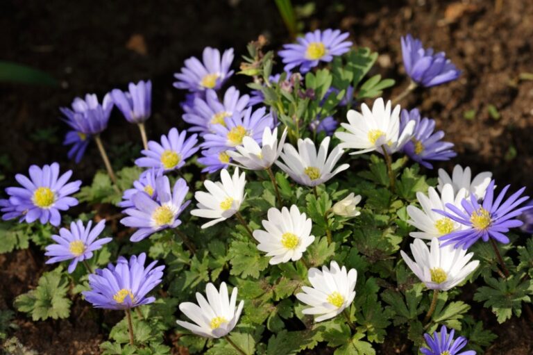 The Different Types of Anemone (Plus Growing Tips) - Garden Lovers Club