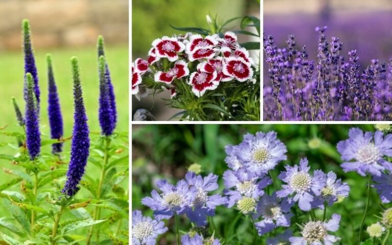 20 Blue Perennials for your Garden - Garden Lovers Club