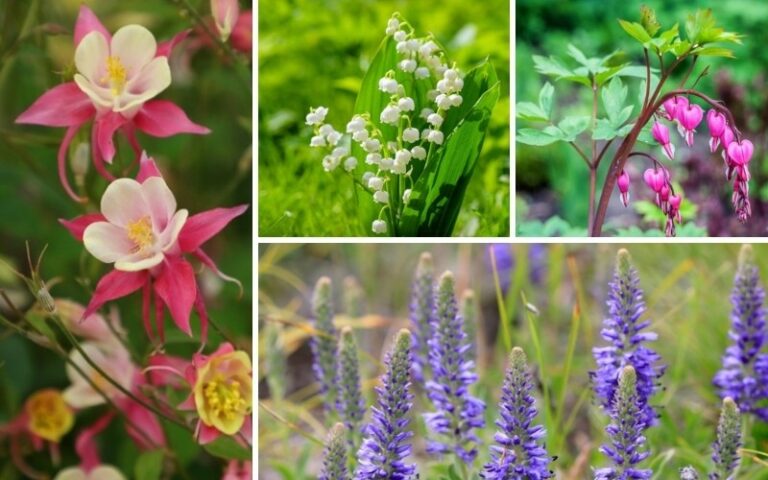 10 Best Washington Perennials (Photos and Growing Tips) - Garden Lovers ...