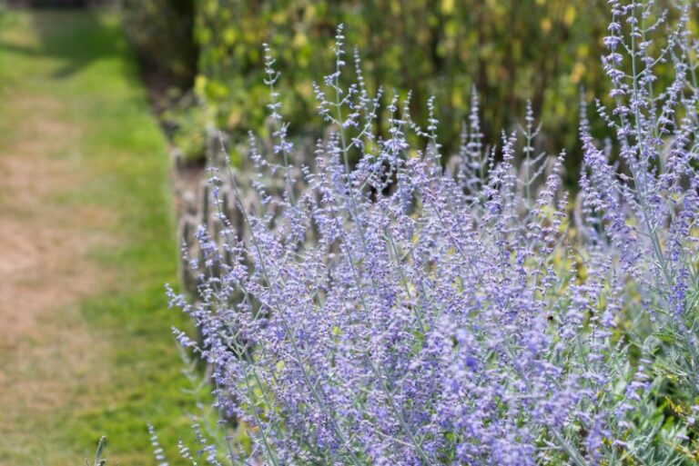 11 Perfect Nebraska Perennials (Plus Growing Tips) - Garden Lovers Club