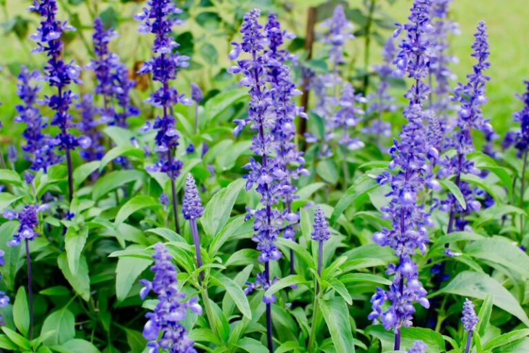 11 Perfect Nebraska Perennials (Plus Growing Tips) - Garden Lovers Club