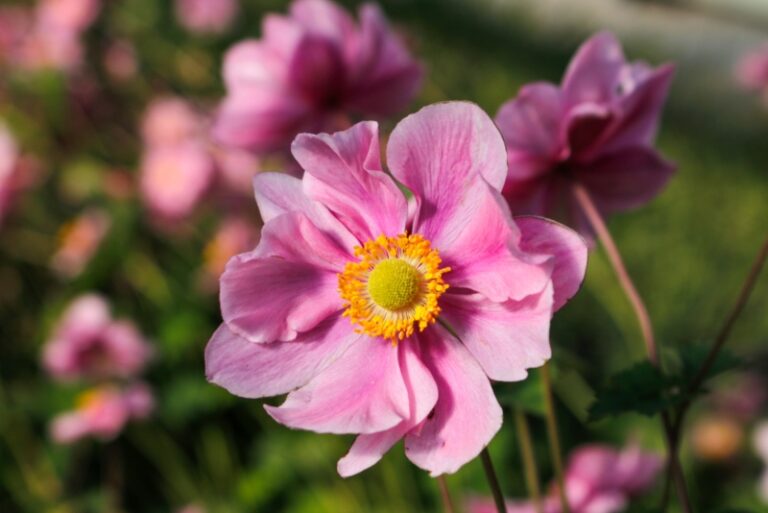 The Different Types of Anemone (Plus Growing Tips) - Garden Lovers Club