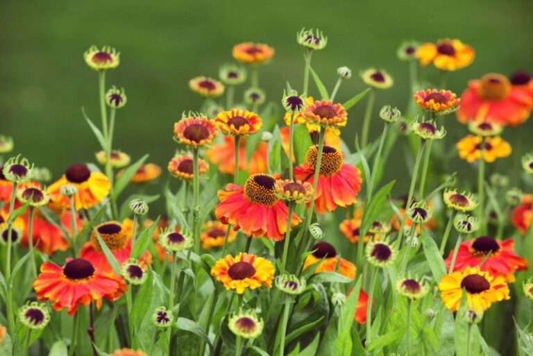 How to Grow Sneezeweed (Care Guide) - Garden Lovers Club