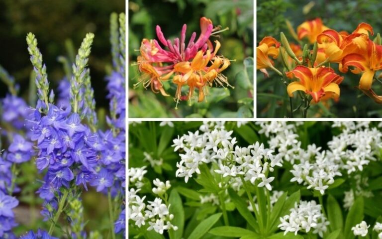 10 Best Border Perennials - Garden Lovers Club