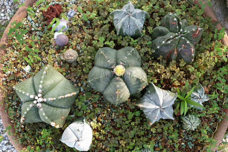 Growing Guide: Growing Star Cactus (Astrophytum asteria) - Garden ...