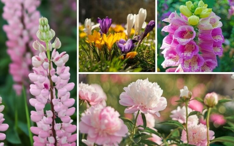 10 Best Washington Perennials (Photos and Growing Tips) - Garden Lovers ...