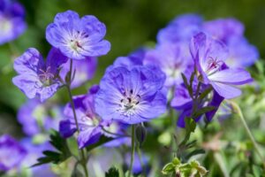 10 Awesome Kansas Perennials (Photos & Growing Tips) - Garden Lovers Club