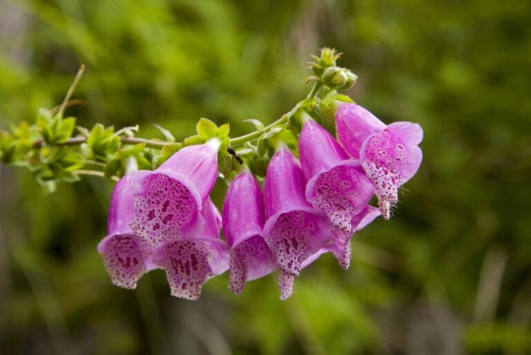 10 Best Alabama Perennials (Plus Growing Tips) - Garden Lovers Club