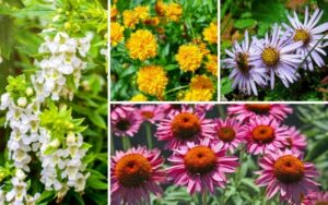 15 Perennials that Grow in Zone 6 - Garden Lovers Club