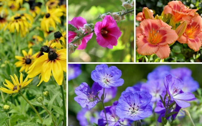 10 Awesome Kansas Perennials (Photos & Growing Tips) - Garden Lovers Club