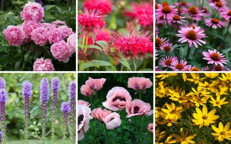10 Best Border Perennials - Garden Lovers Club