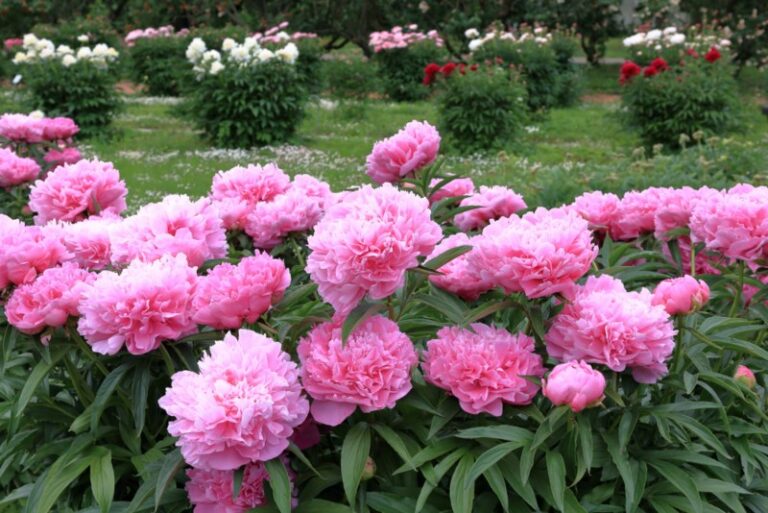 Best Time to Divide Peonies? (Expert Tips) - Garden Lovers Club