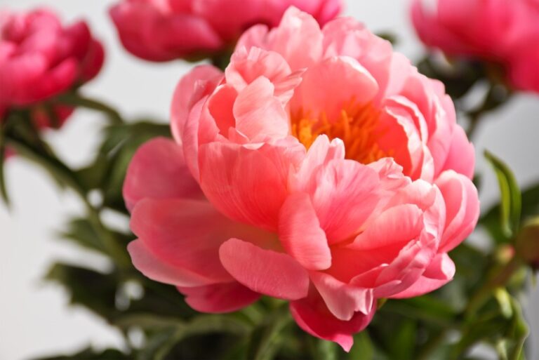 11 Delightful New Jersey Perennials (Plus Growing Tips) - Garden Lovers ...