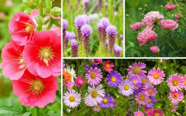 10 Best Washington Perennials (Photos and Growing Tips) - Garden Lovers ...