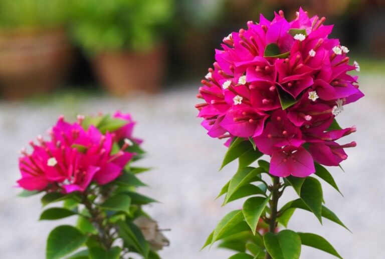 The Different Varieties of Bougainvillea (Plus Care Tips) - Garden ...