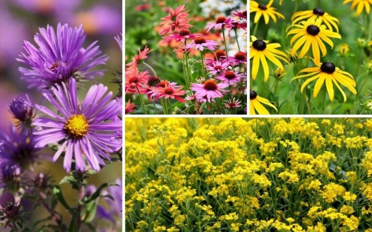 11 Perfect Vermont Perennials (Plus Growing Tips) - Garden Lovers Club