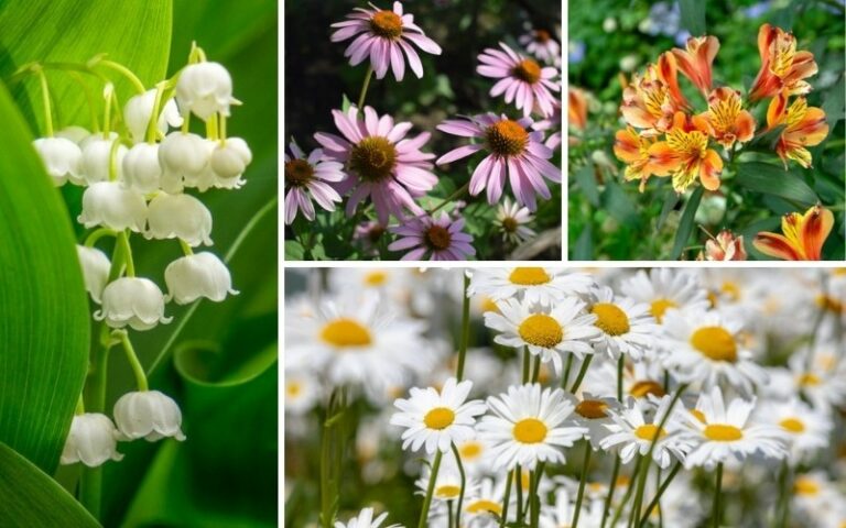 10 Perfect Partial Sun Perennials - Garden Lovers Club