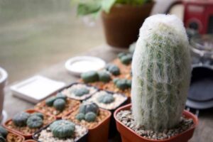 Growing Old Man Cactus (Cephalocereus senilis) - Garden Lovers Club