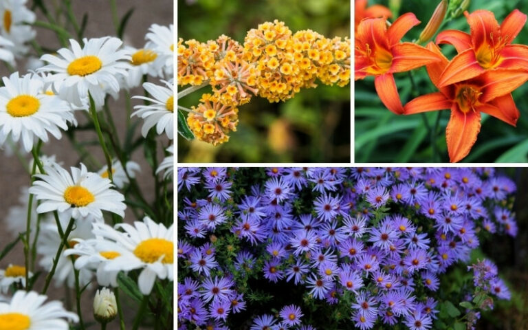 10 Best Washington Perennials (Photos and Growing Tips) - Garden Lovers ...
