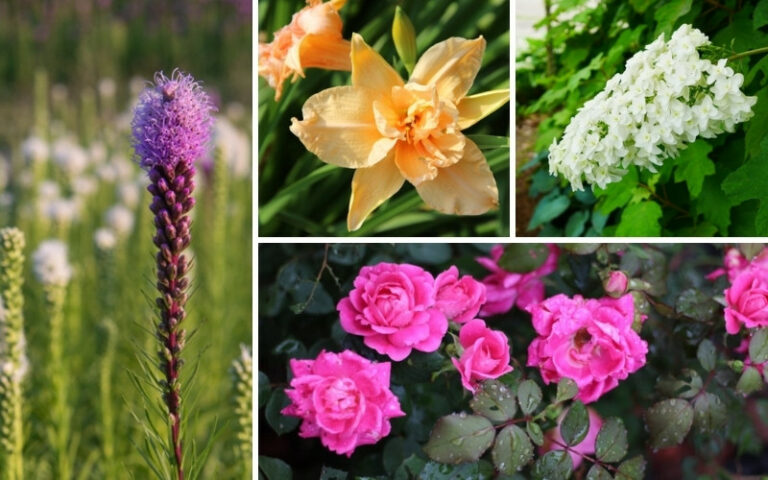 10 Fantastic Trailing Perennials - Garden Lovers Club