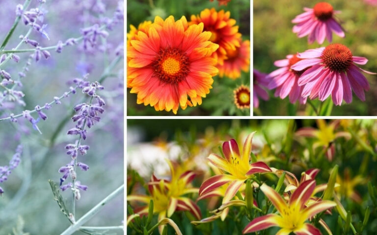 11 Delightful New Jersey Perennials (Plus Growing Tips) - Garden Lovers ...