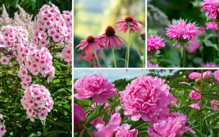 10 Best Washington Perennials (Photos and Growing Tips) - Garden Lovers ...