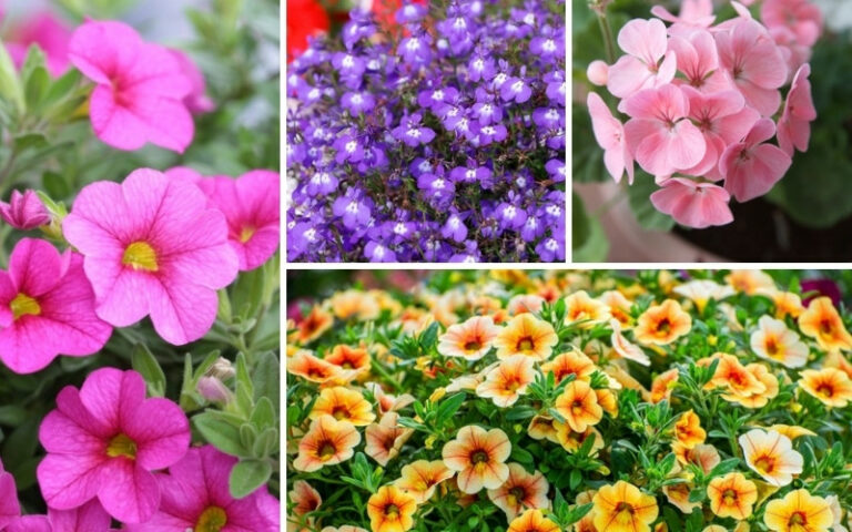 10 Beautiful Spring-Blooming Annuals - Garden Lovers Club
