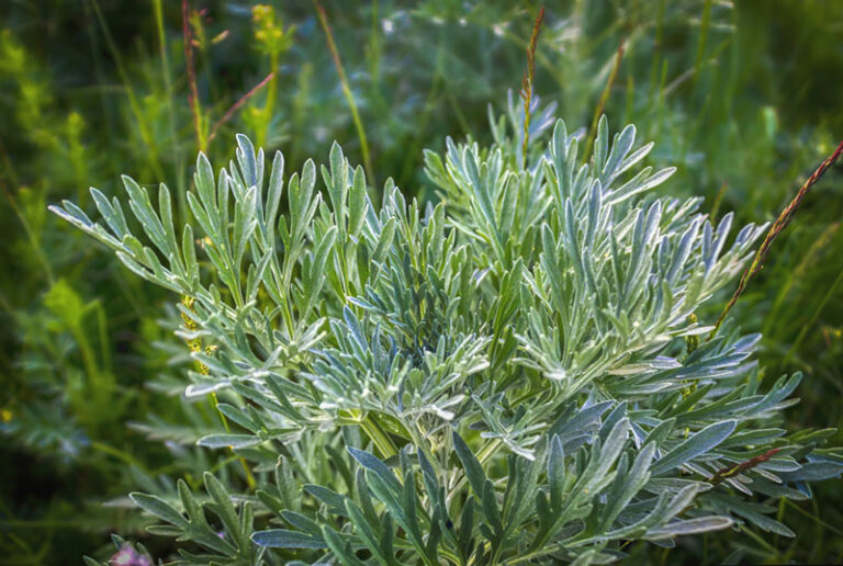 How to Grow Artemisia (Growing Guide) - Garden Lovers Club