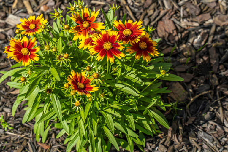 How to Grow and Care for Coreopsis - Garden Lovers Club