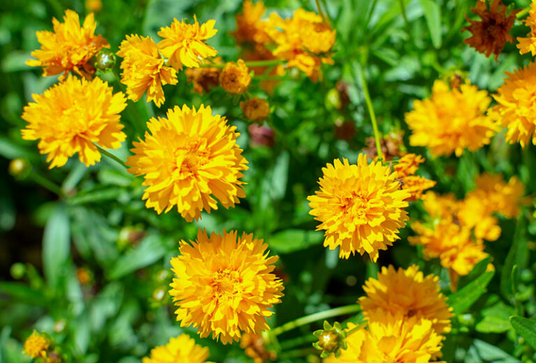 How to Grow and Care for Coreopsis - Garden Lovers Club