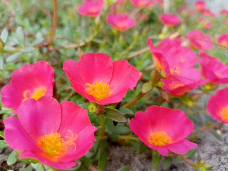 Growing Guide: How to Grow Poppy Mallow (Callirhoe involucrata ...