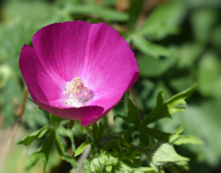 Growing Guide: How to Grow Poppy Mallow (Callirhoe involucrata ...