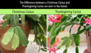 Buying a True Christmas Cactus Online (Unboxing Plant Review) - Garden ...