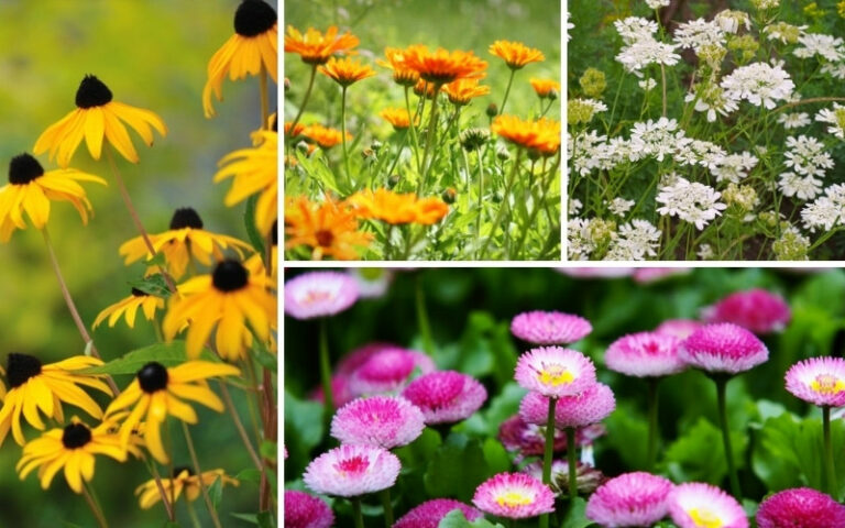 11 Perfect Hardy Annuals (Plus Growing Tips) - Garden Lovers Club