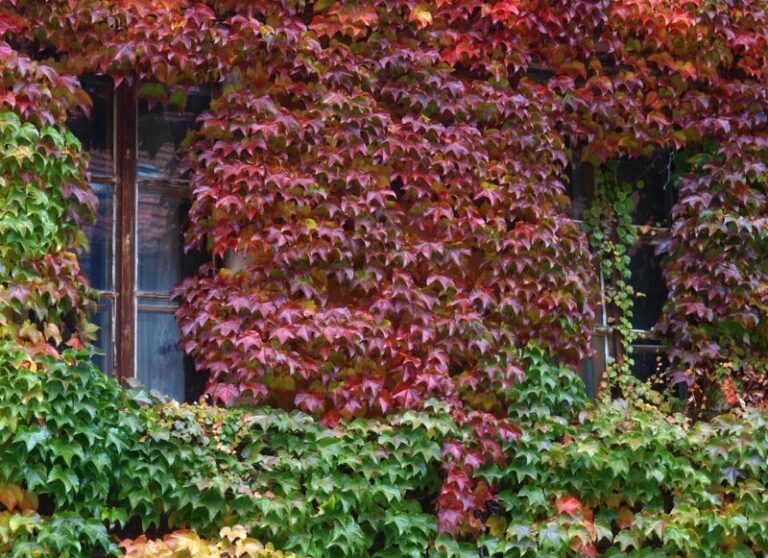 15 Awesome Texas Vines (Photos & Care Tips) - Garden Lovers Club