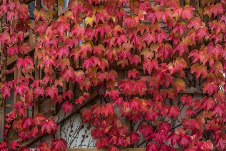 10 Best Vines for Shade in Your Garden - Garden Lovers Club