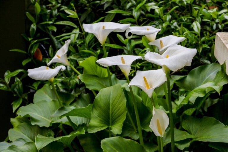 10 Different Types of Calla Lily (Plus Care Guides) - Garden Lovers Club