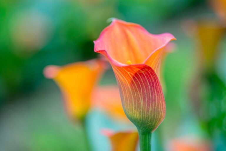 10 Different Types of Calla Lily (Plus Care Guides) - Garden Lovers Club