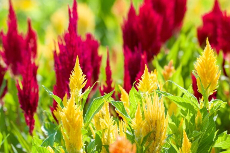 12 Best Annuals For Borders (Photos & Care Tips) - Garden Lovers Club