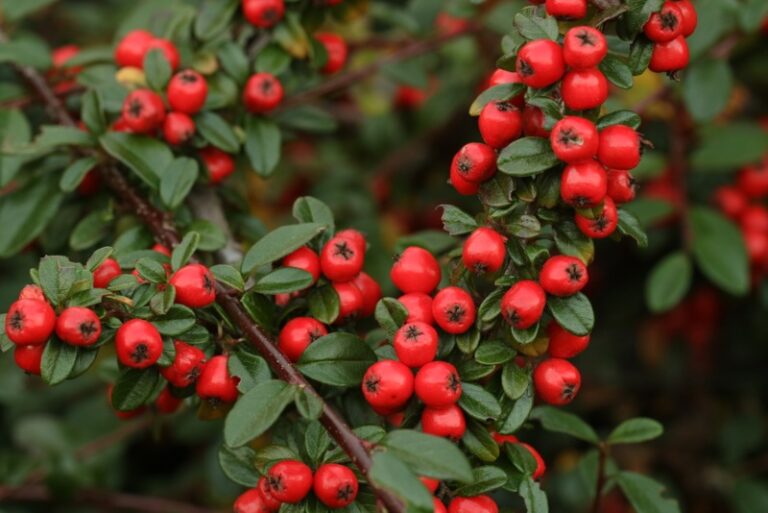 10 Perfect Dwarf Shrubs for Your Garden - Garden Lovers Club