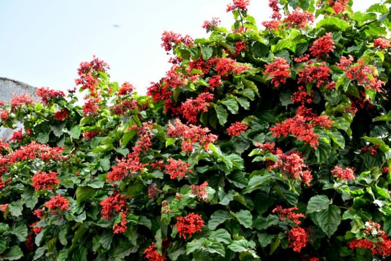 15 Awesome Texas Vines (Photos & Care Tips) - Garden Lovers Club