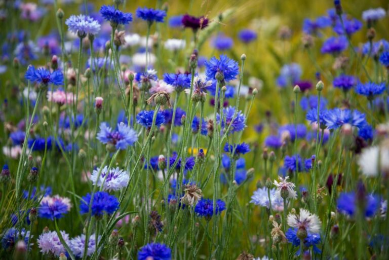 11 Perfect Hardy Annuals (Plus Growing Tips) - Garden Lovers Club