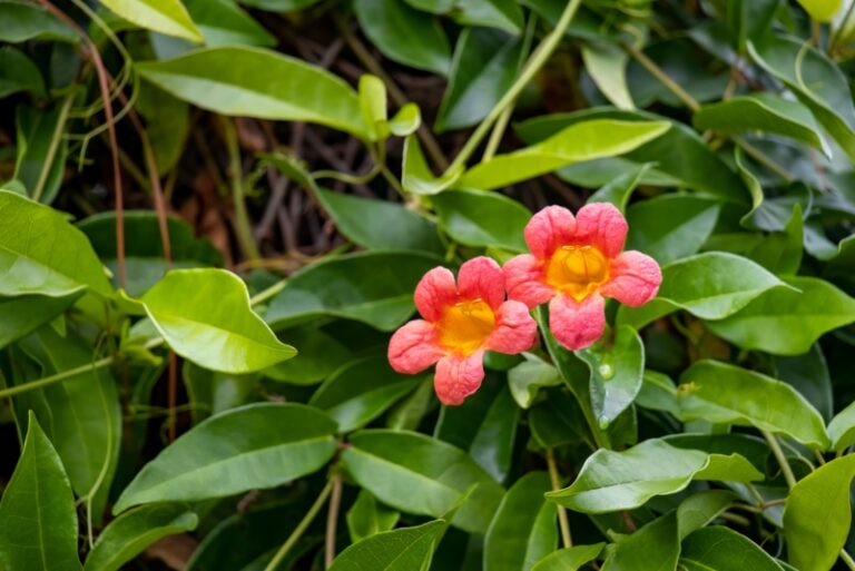 15 Awesome Texas Vines (Photos & Care Tips) - Garden Lovers Club