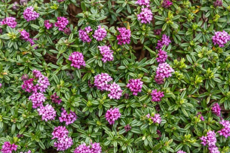 How to Grow Winter Daphne (Ultimate Guide) - Garden Lovers Club